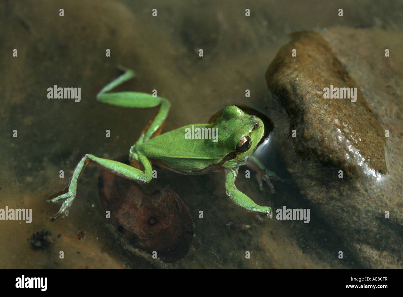 Sardinian tree frog, Tyrrhenian tree frog (Hyla sarda), swimming, Italy ...
