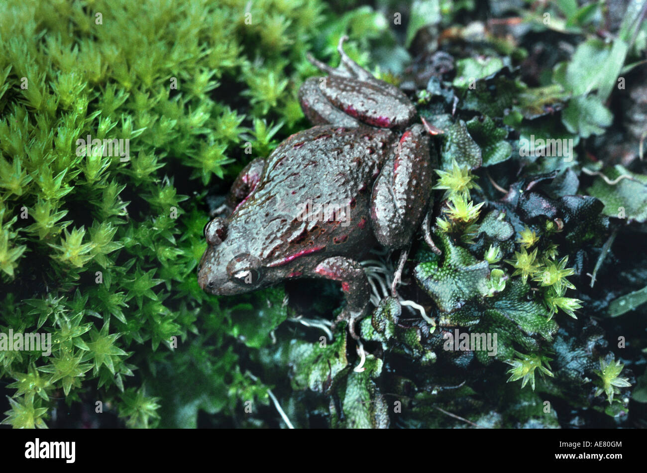 Tyrrhenian painted frog (Discoglossus sardus), sitting, Italy, Sardegna ...