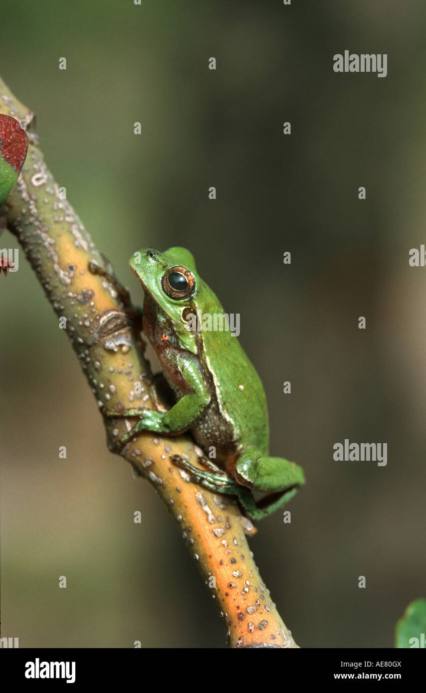 Sardinian tree frog, Tyrrhenian tree frog (Hyla sarda), sitting on a ...