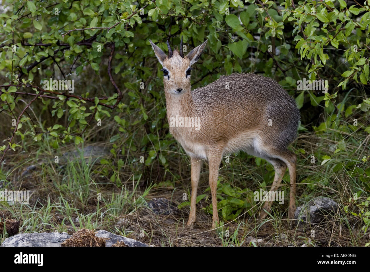Kirk's dikdik, Kirk's dik-dik, Damara dik-dik (Madoqua kirkii), male ...