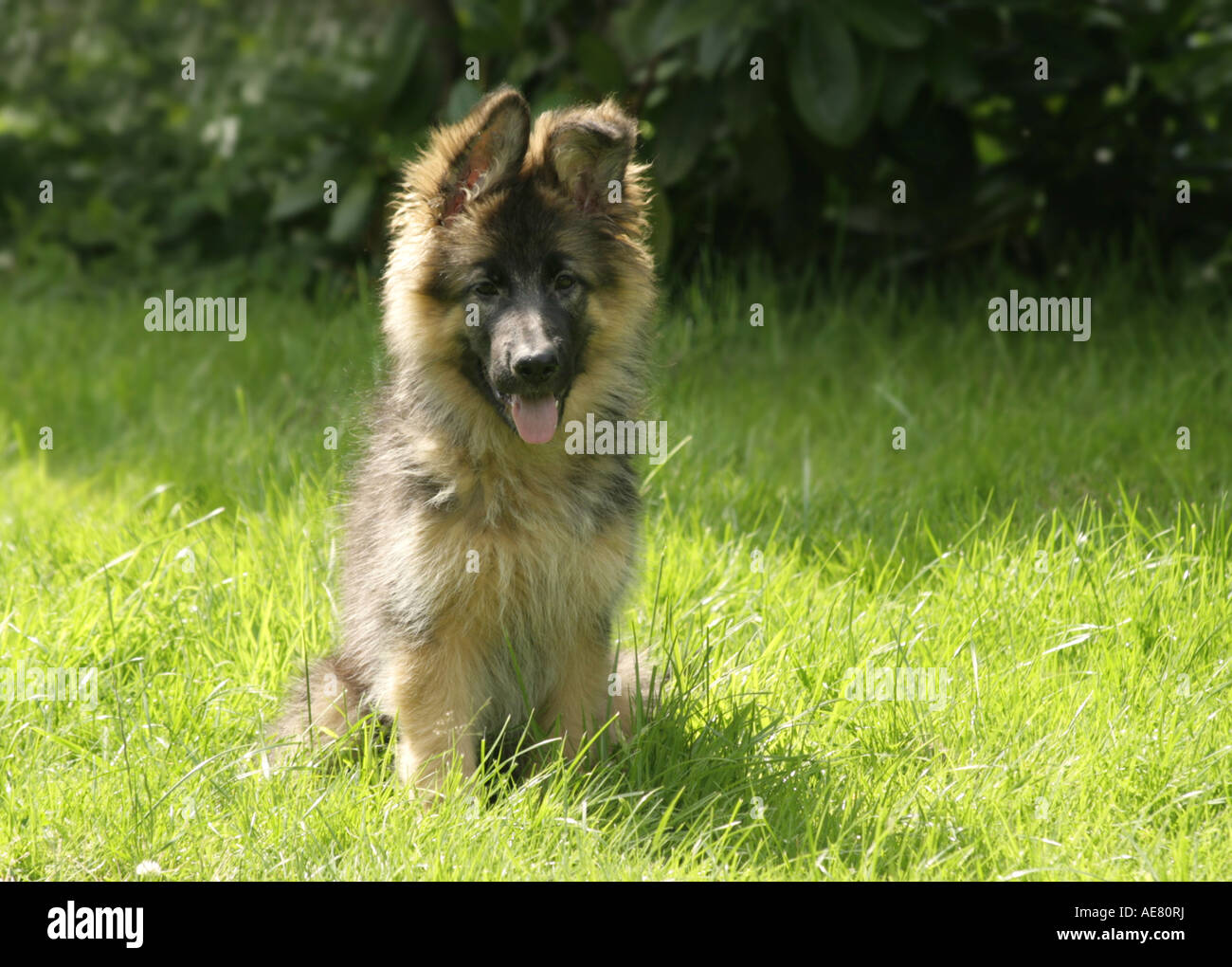 German Shepherd Dog (Canis lupus f. familiaris), puppy, Germany, Ruhr ...