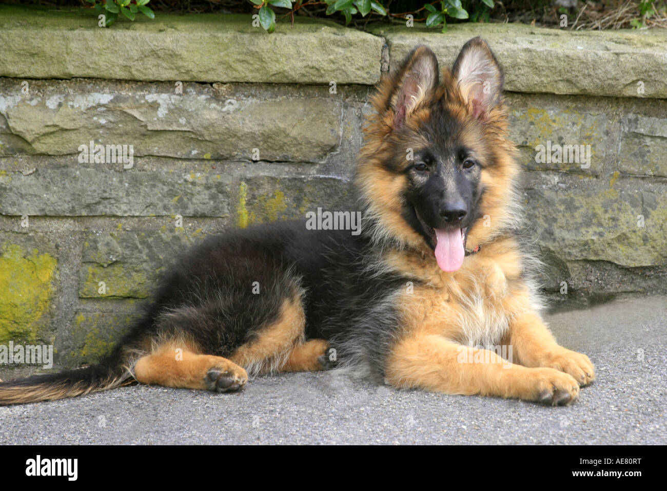 German Shepherd Dog (Canis lupus f. familiaris), puppy, Germany Stock ...