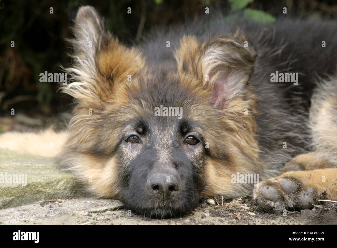 German Shepherd Dog (Canis lupus f. familiaris), portrait, Germany ...