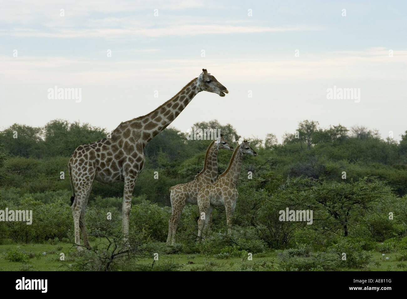 Giraffes calves np namibia hi-res stock photography and images - Alamy