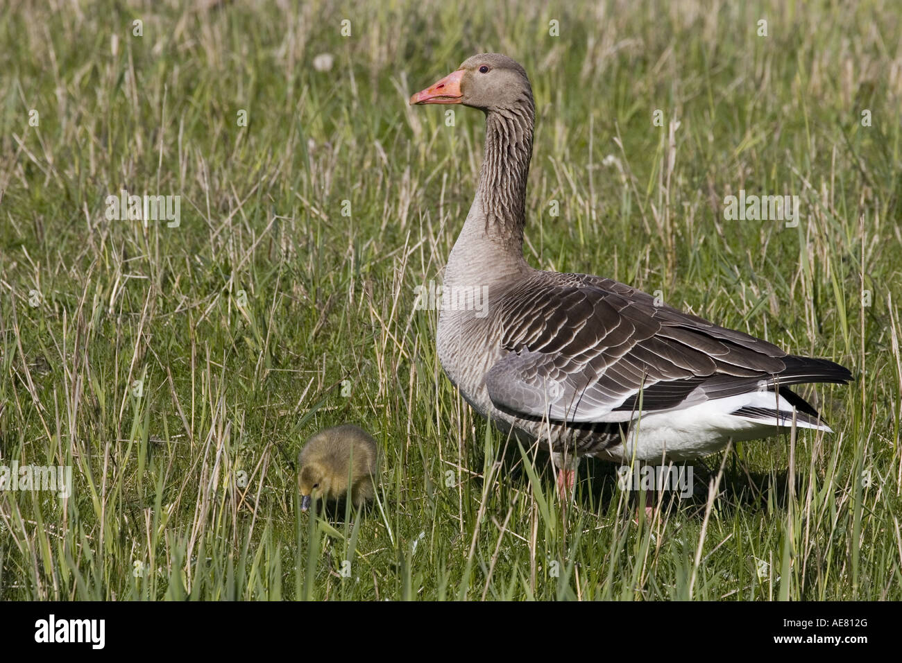 greylag goose (Anser anser), gander guarding chick, Sweden Stock Photo ...