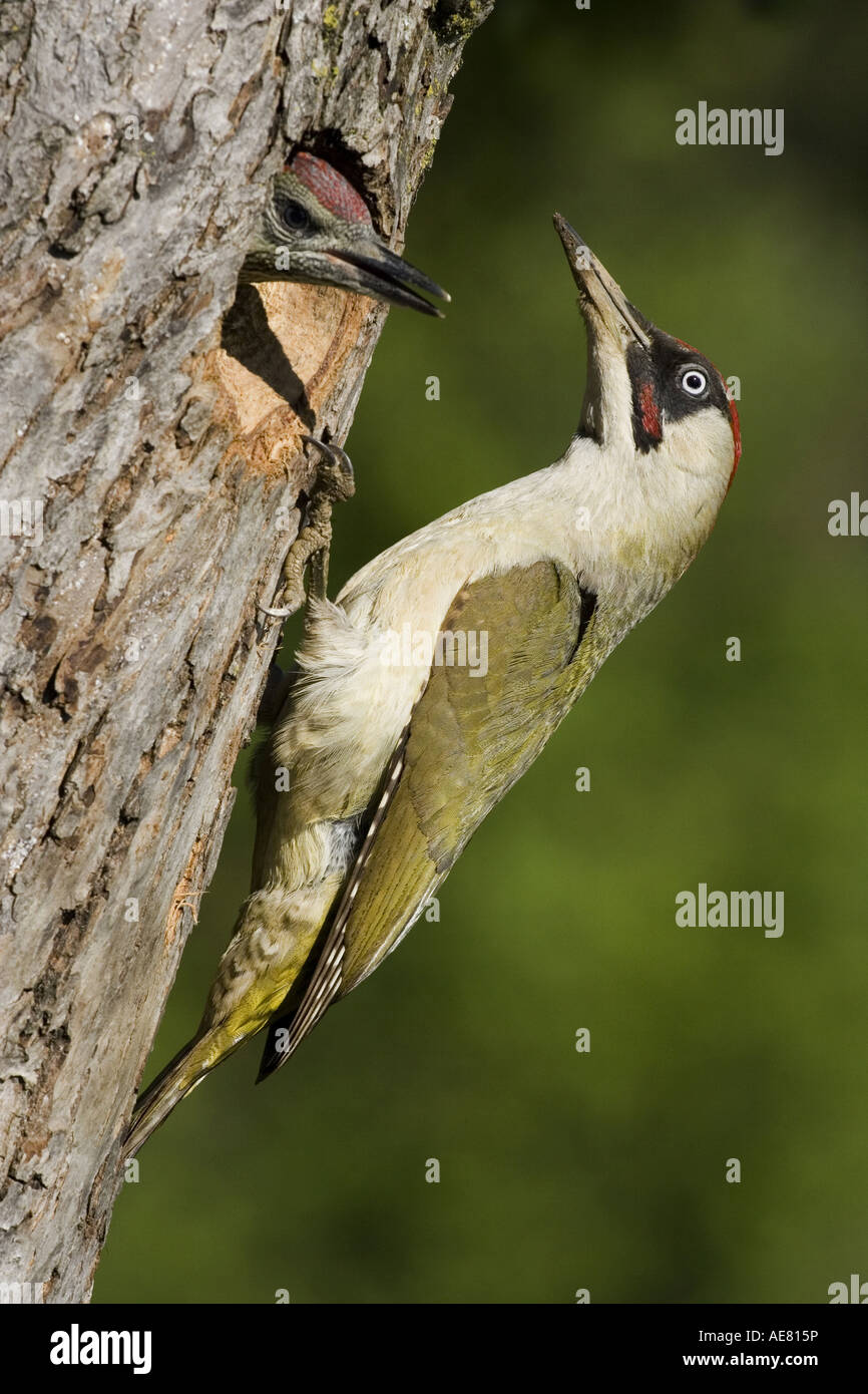 green woodpecker (Picus viridis), male sitting in front of tree hole ...