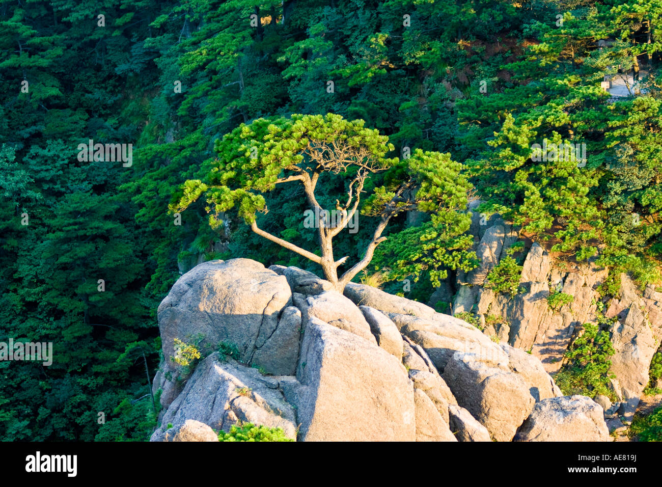 Haungshan Pine Tree on Rocks Huangshan Mountains China Stock Photo - Alamy