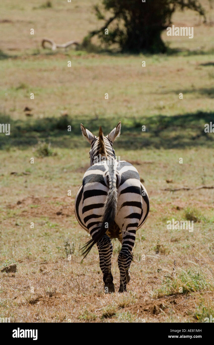 Rear view of a Burchell's Zebra (Equus burchelli Stock Photo - Alamy