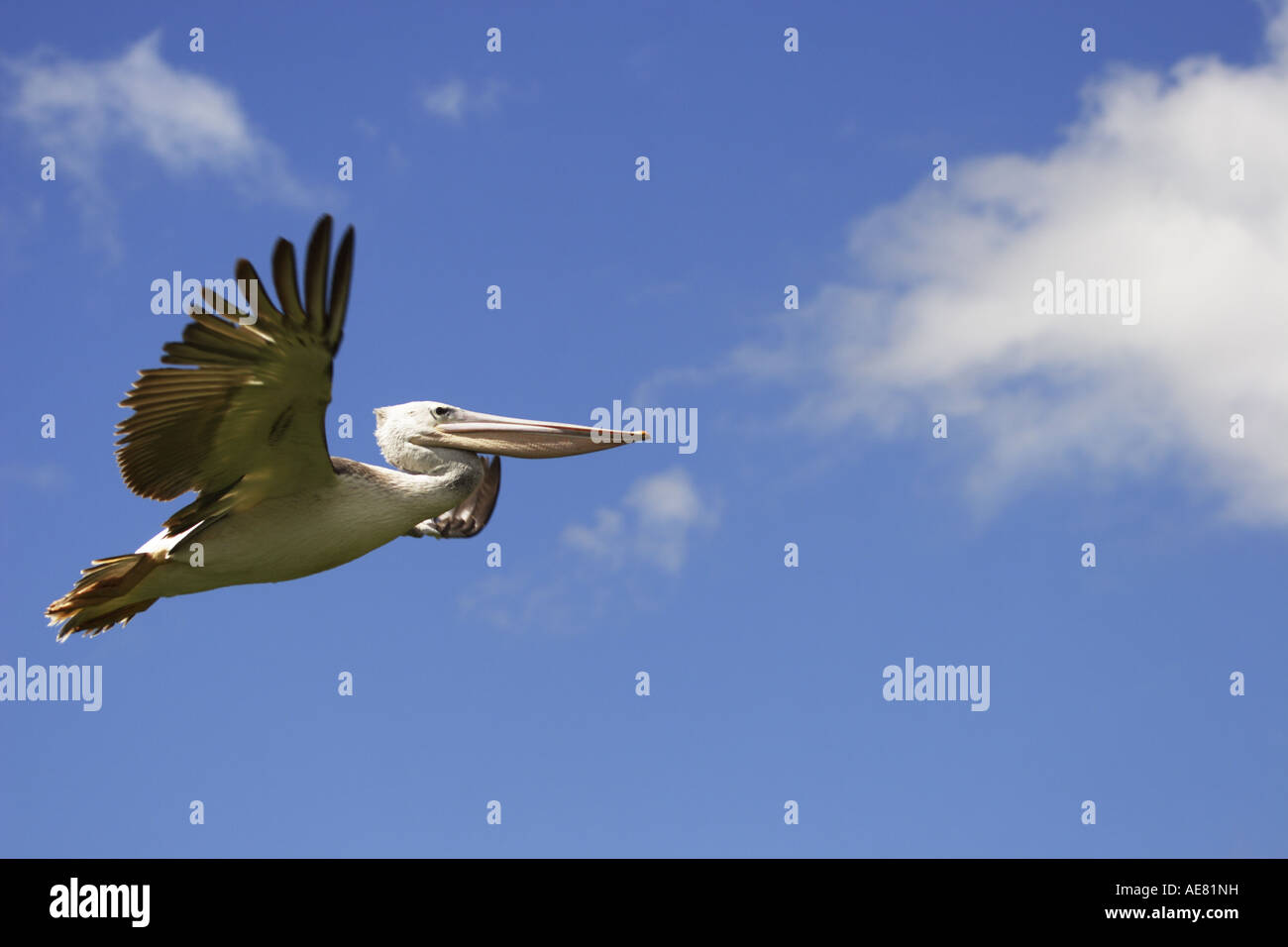 A pelican flying Stock Photo - Alamy