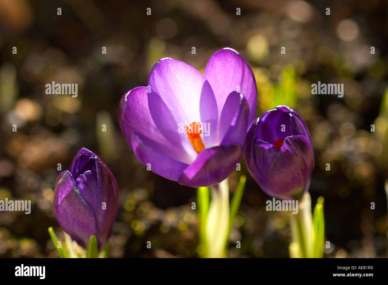 Crocus Ruby Giant Stock Photo - Alamy