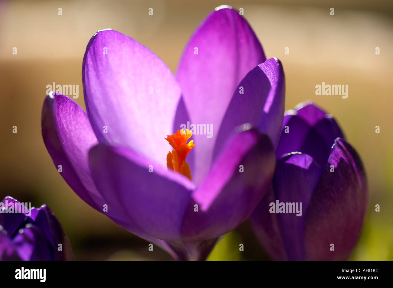 Crocus Ruby Giant Stock Photo - Alamy
