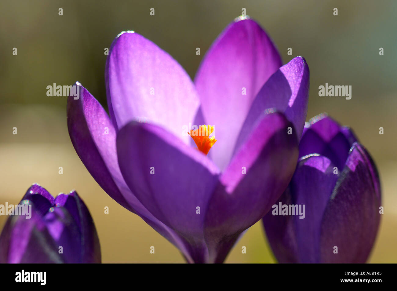 Ruby Giant High Resolution Stock Photography and Images - Alamy