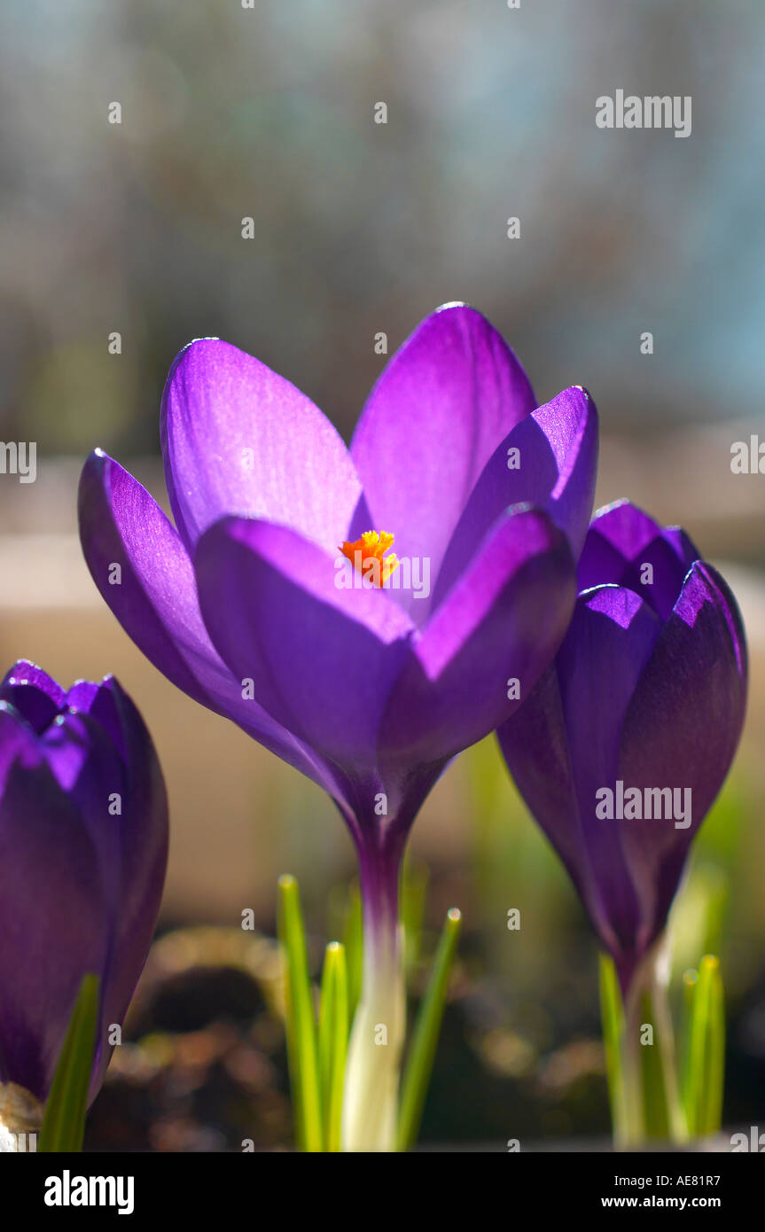 Crocus Ruby Giant Stock Photo - Alamy