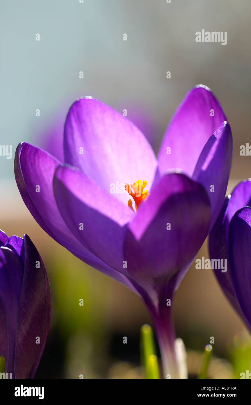 Crocus Ruby Giant Stock Photo - Alamy
