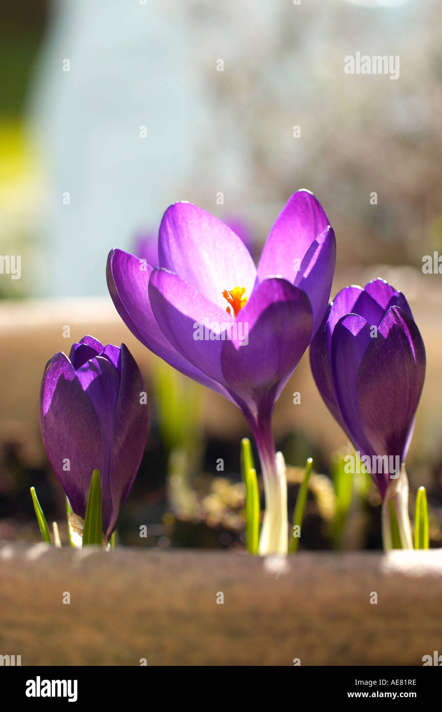 Crocus Ruby Giant Stock Photo - Alamy