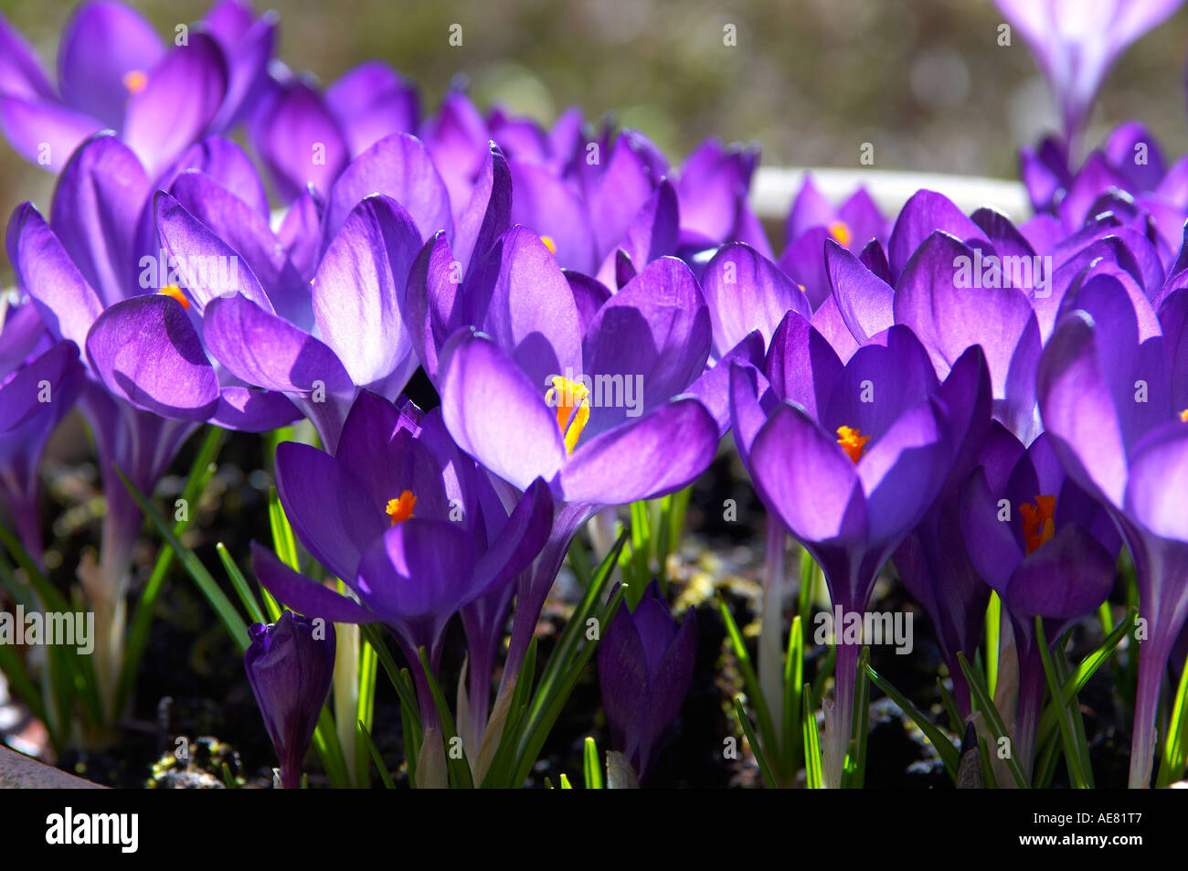 Ruby giant hi-res stock photography and images - Alamy
