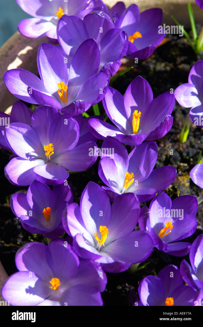 Crocus Ruby Giant Stock Photo - Alamy