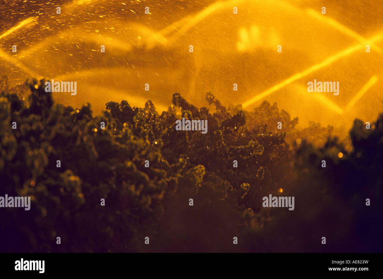Watering the grape vines hi-res stock photography and images - Alamy