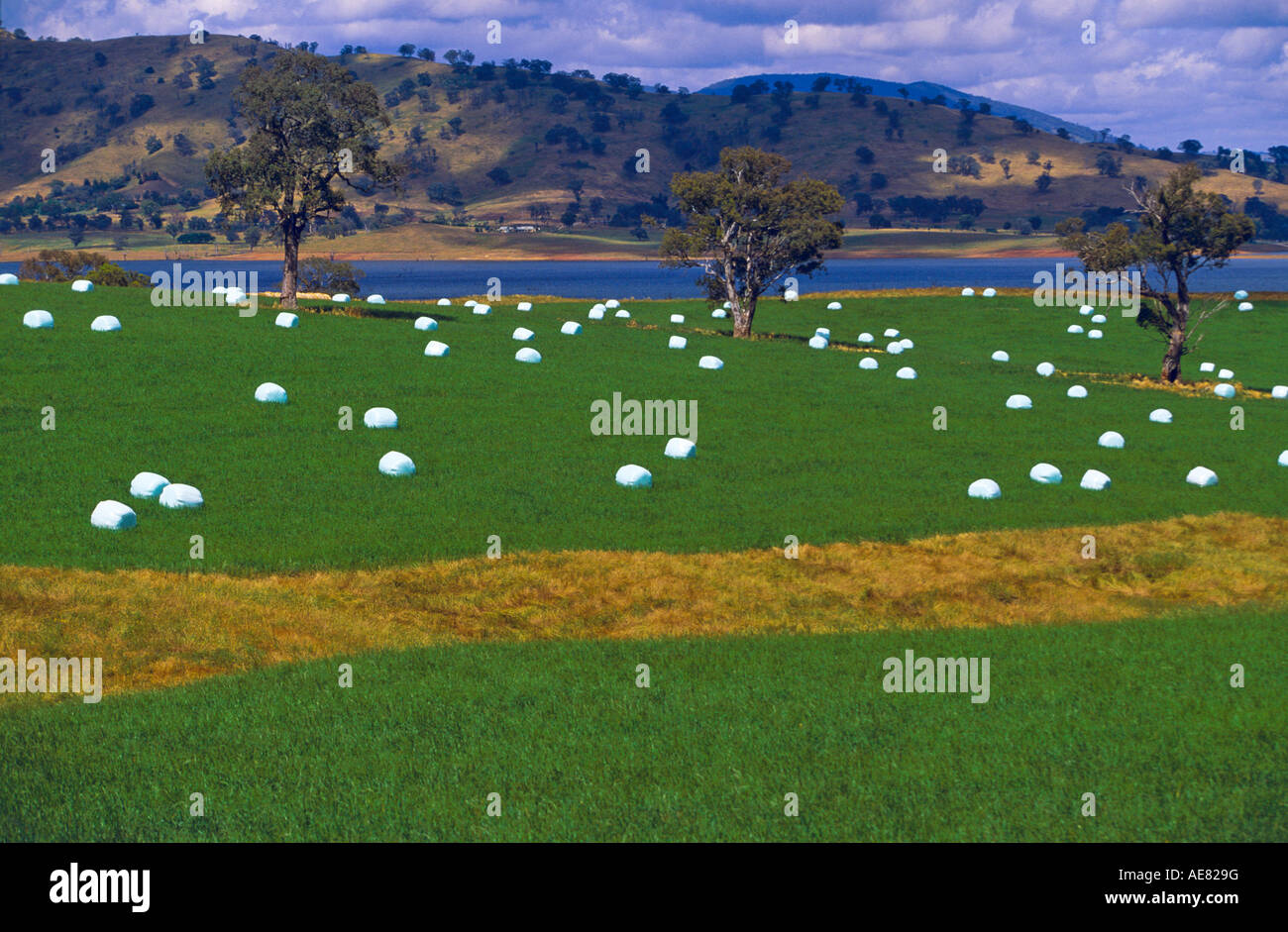 Freshly baled hay, Australia Stock Photo - Alamy
