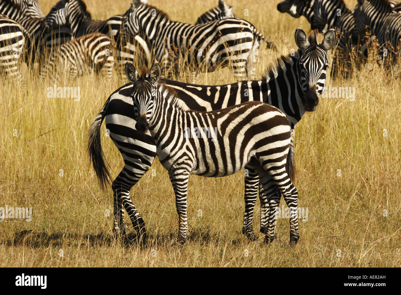 A flock of zebra s Masai Mara Kenya June 2006 Stock Photo - Alamy