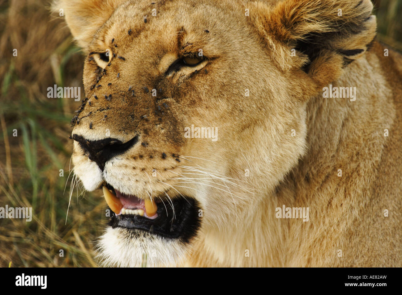 Female lion with flies on her nose Masai Mara Kenya June 2006 Stock ...