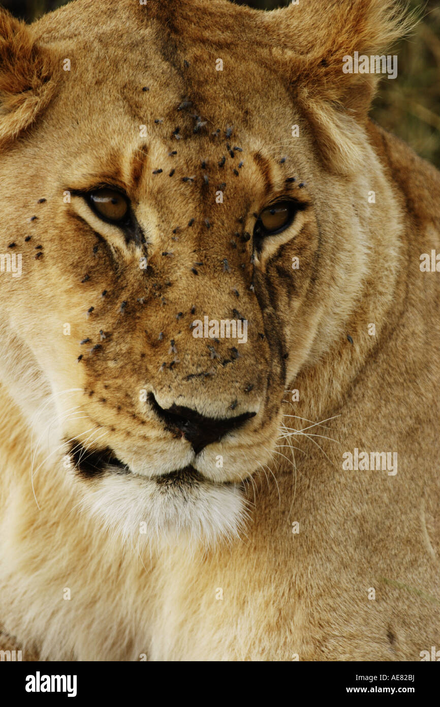 Female lion flies on nose hi-res stock photography and images - Alamy