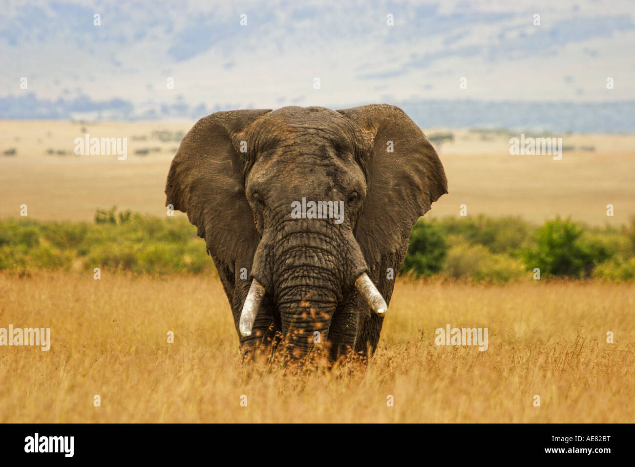 Very old elephant hi-res stock photography and images - Alamy