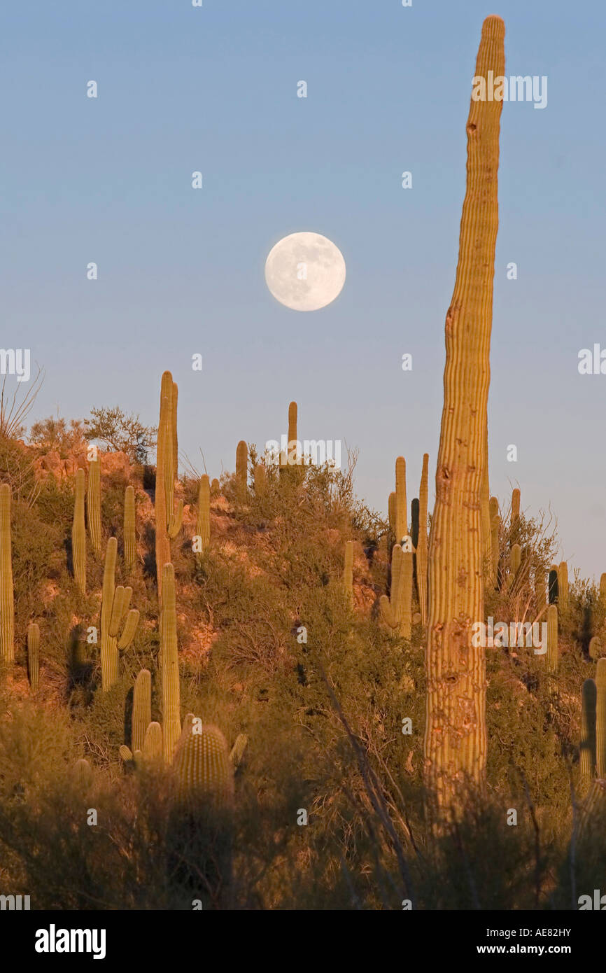 Moonrise at Sagurao National Park in Tucson Arizona Stock Photo - Alamy