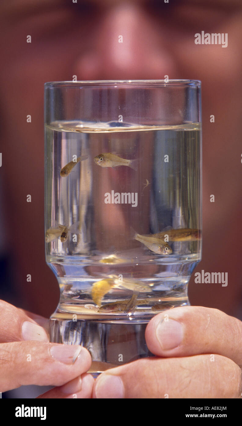 Australian native fish specimens Stock Photo - Alamy