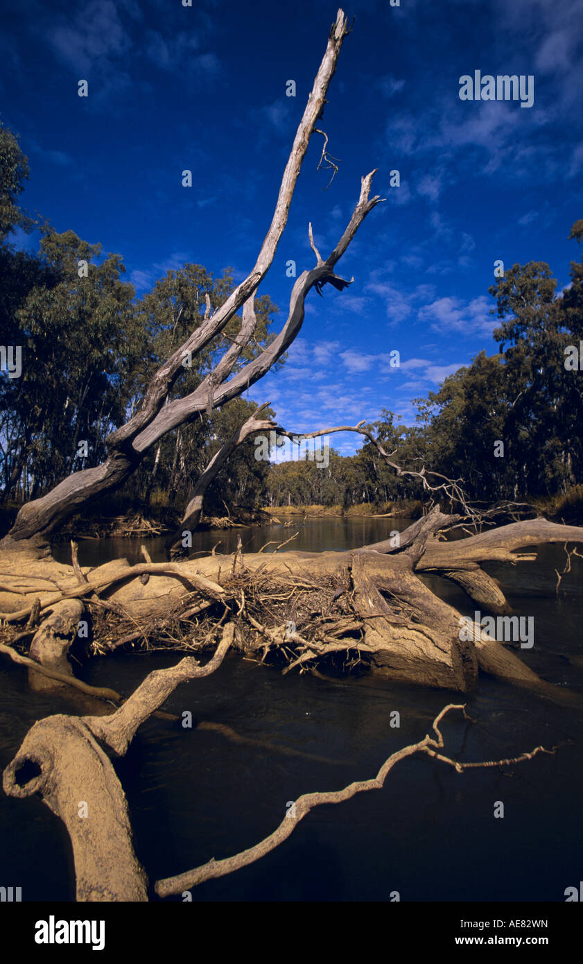 Fallen tree blocking river hi-res stock photography and images - Alamy