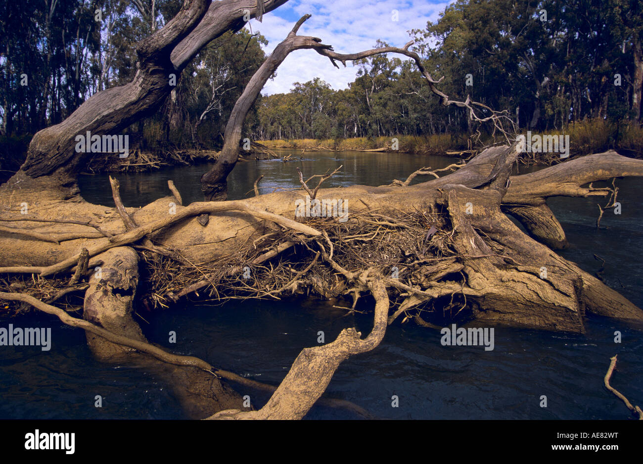 Fallen tree blocking river hi-res stock photography and images - Alamy