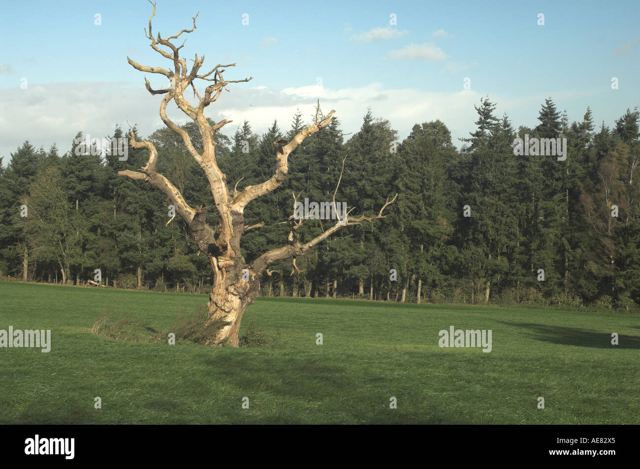 Alive to dead hi-res stock photography and images - Alamy