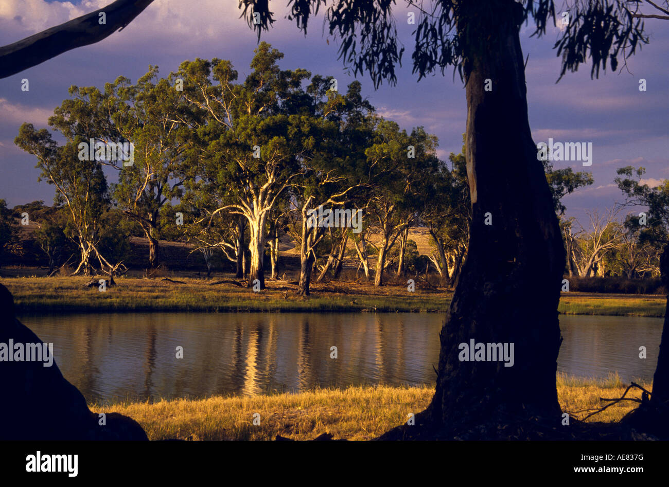 Murray River, “South Australia” Stock Photo - Alamy