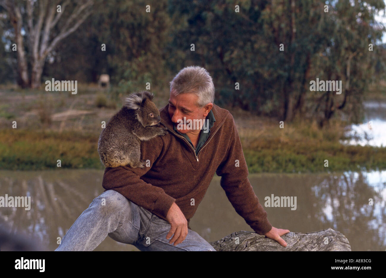 Man and koala, Australia Stock Photo - Alamy