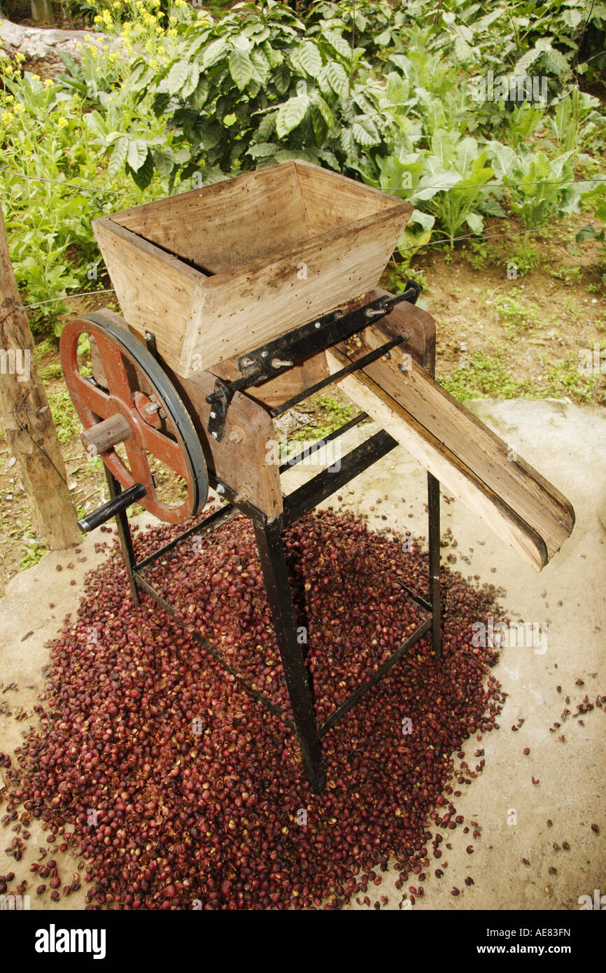 Coffee grinder machine that removes the shell from the berries in ...