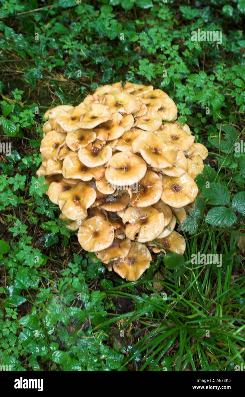 Cluster of fungus Stock Photo - Alamy