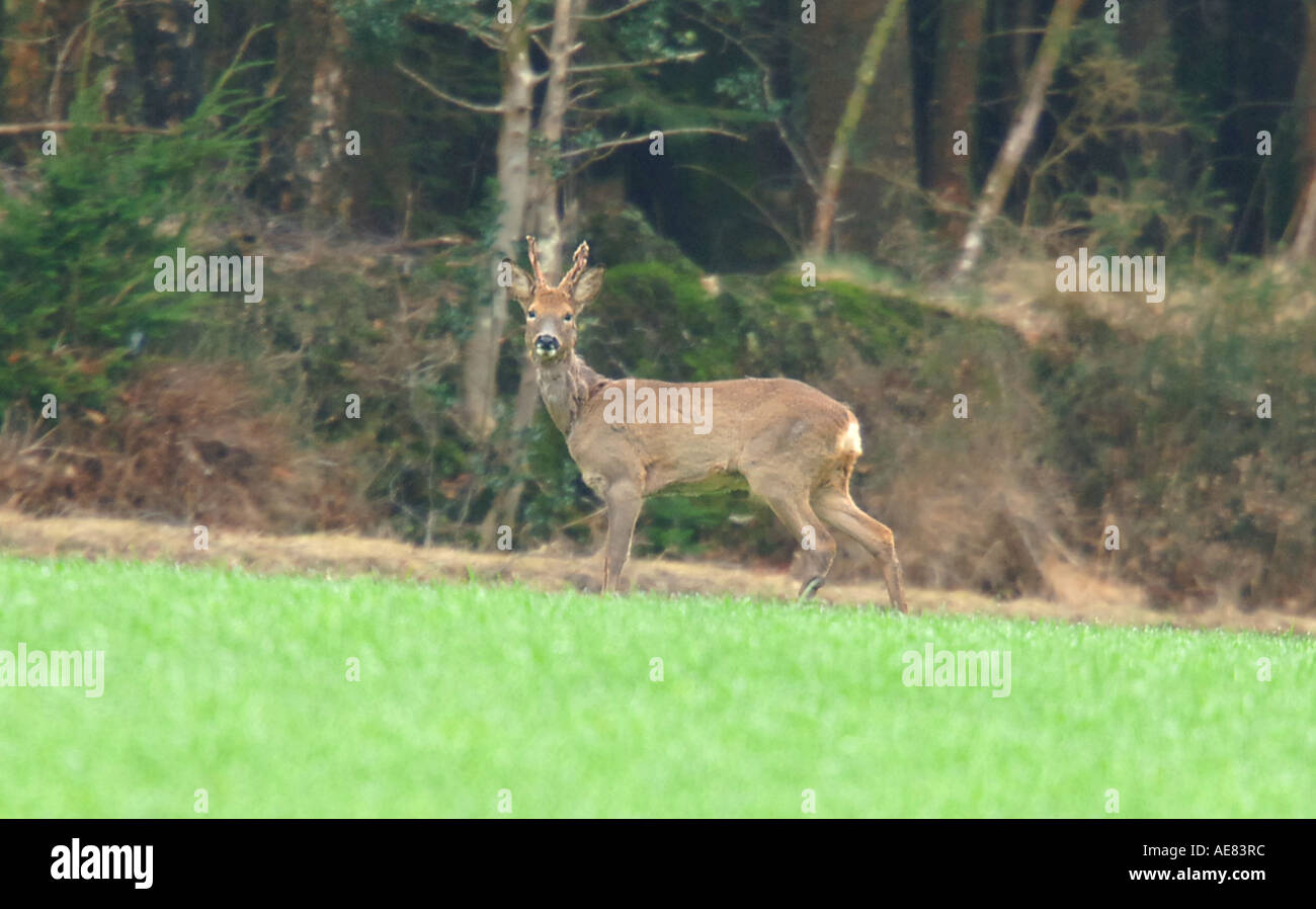 Roe deer grooming hi-res stock photography and images - Alamy