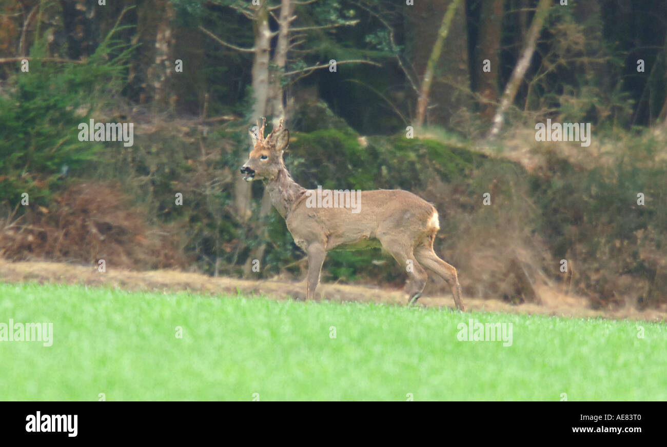 Always alert hi-res stock photography and images - Alamy