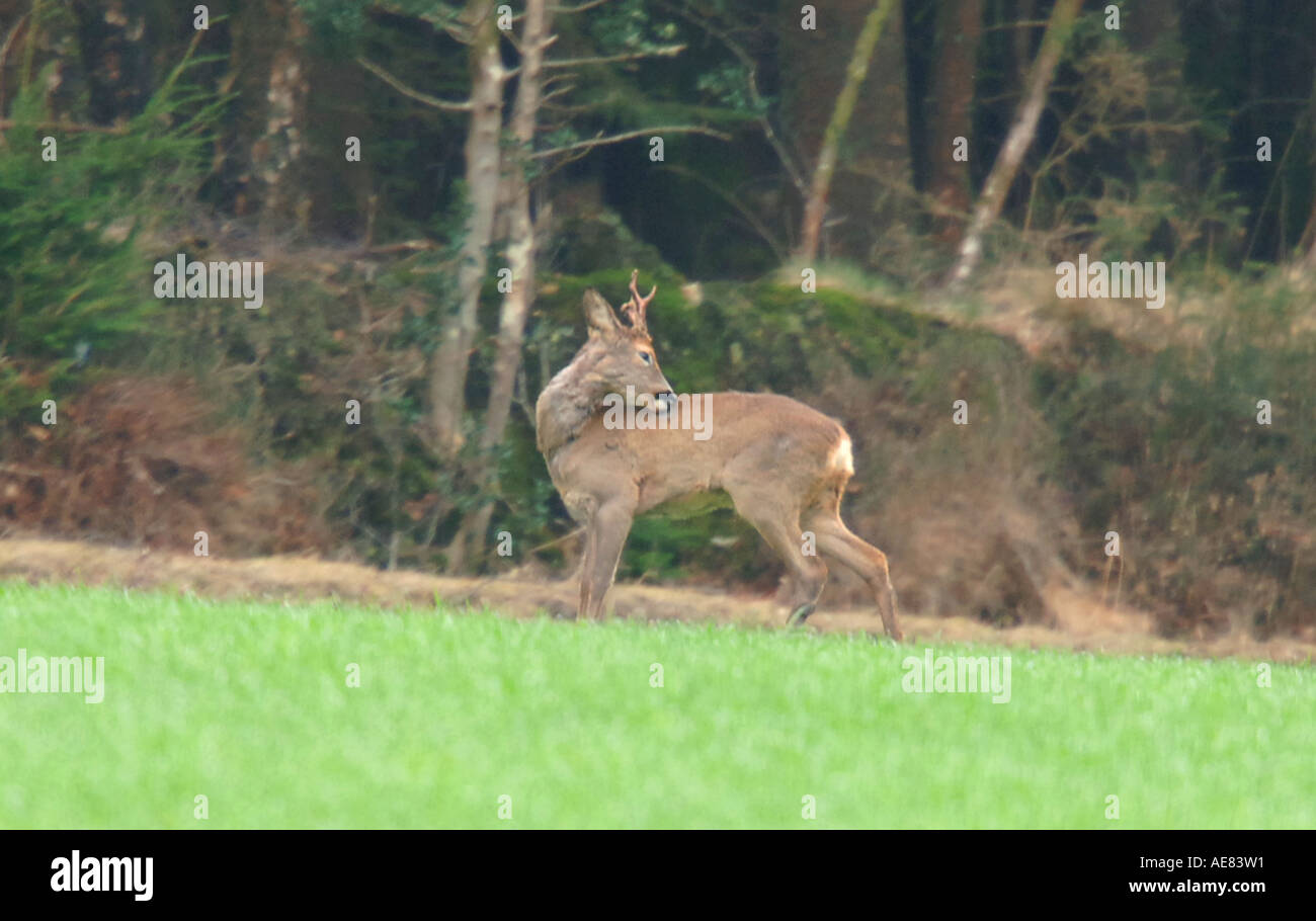 Roe deer grooming hi-res stock photography and images - Alamy