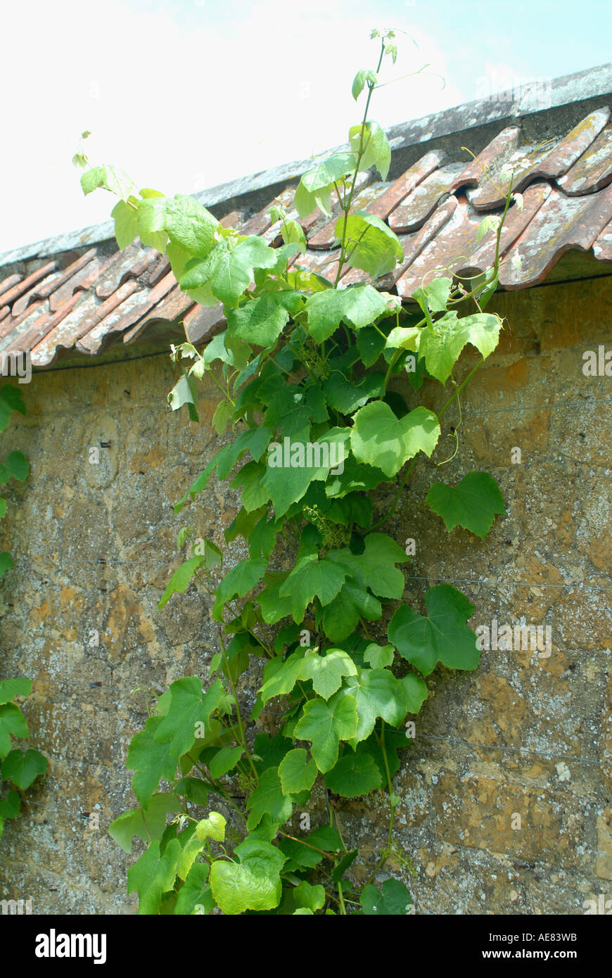 Broken vine hi-res stock photography and images - Alamy