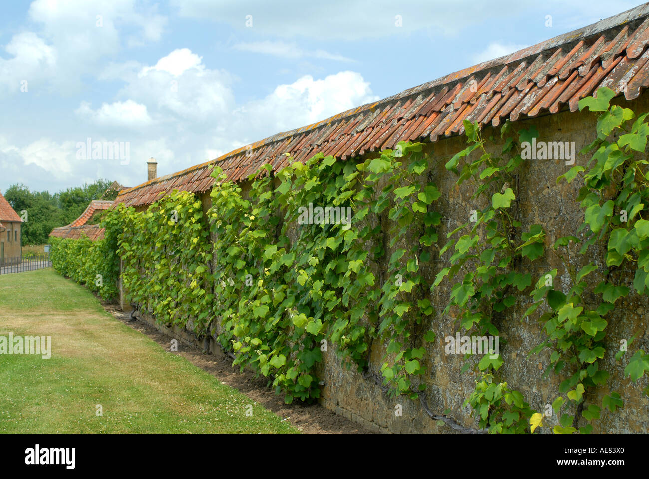 Grape vine on wall Stock Photo - Alamy