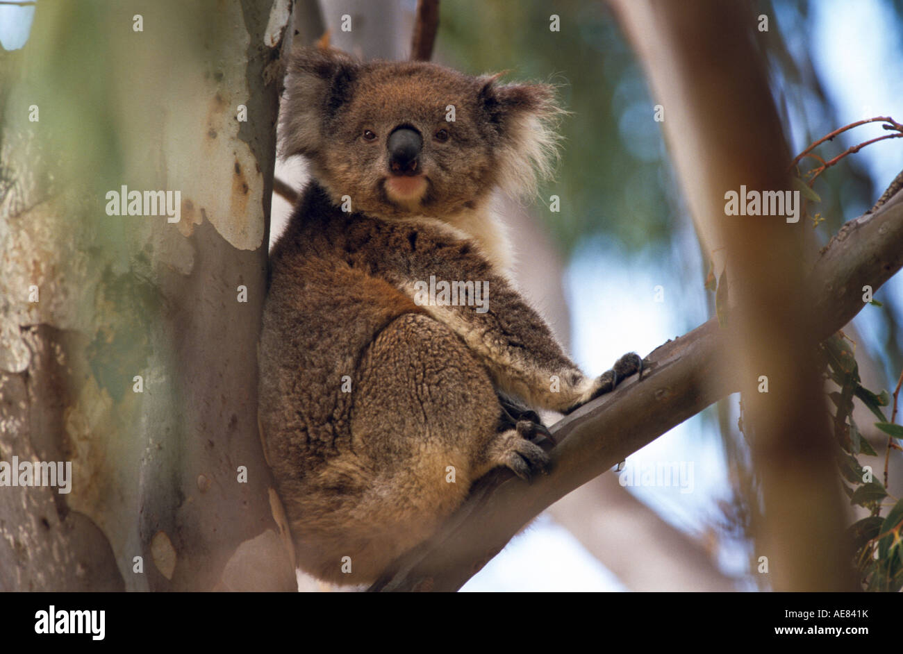 Fluffy koala hi-res stock photography and images - Alamy