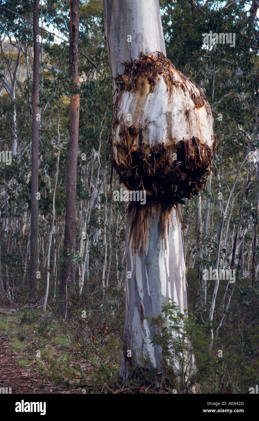Tree gall burl hi-res stock photography and images - Alamy