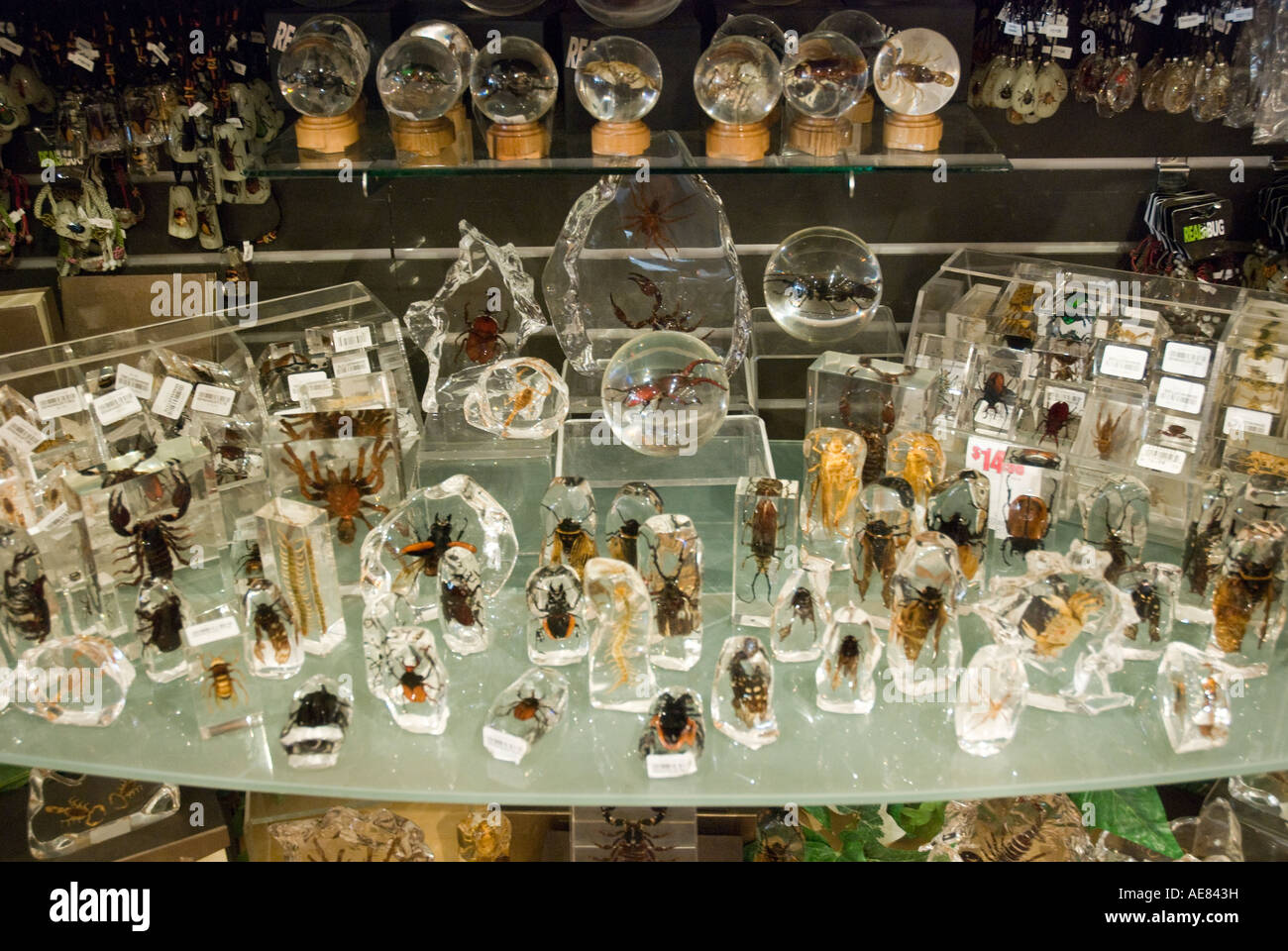 Insects covered in glass at Butterfly Conservatory store Niagara Falls ...