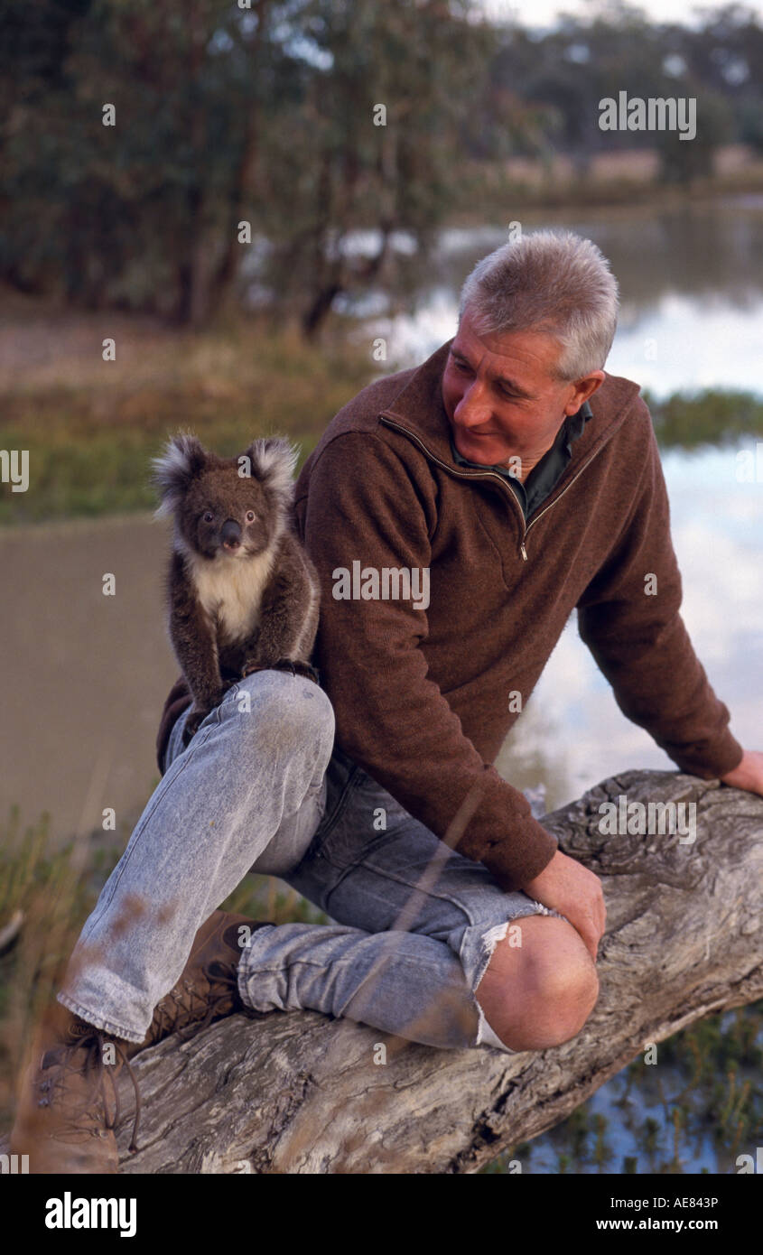 Man and koala, Australia Stock Photo - Alamy