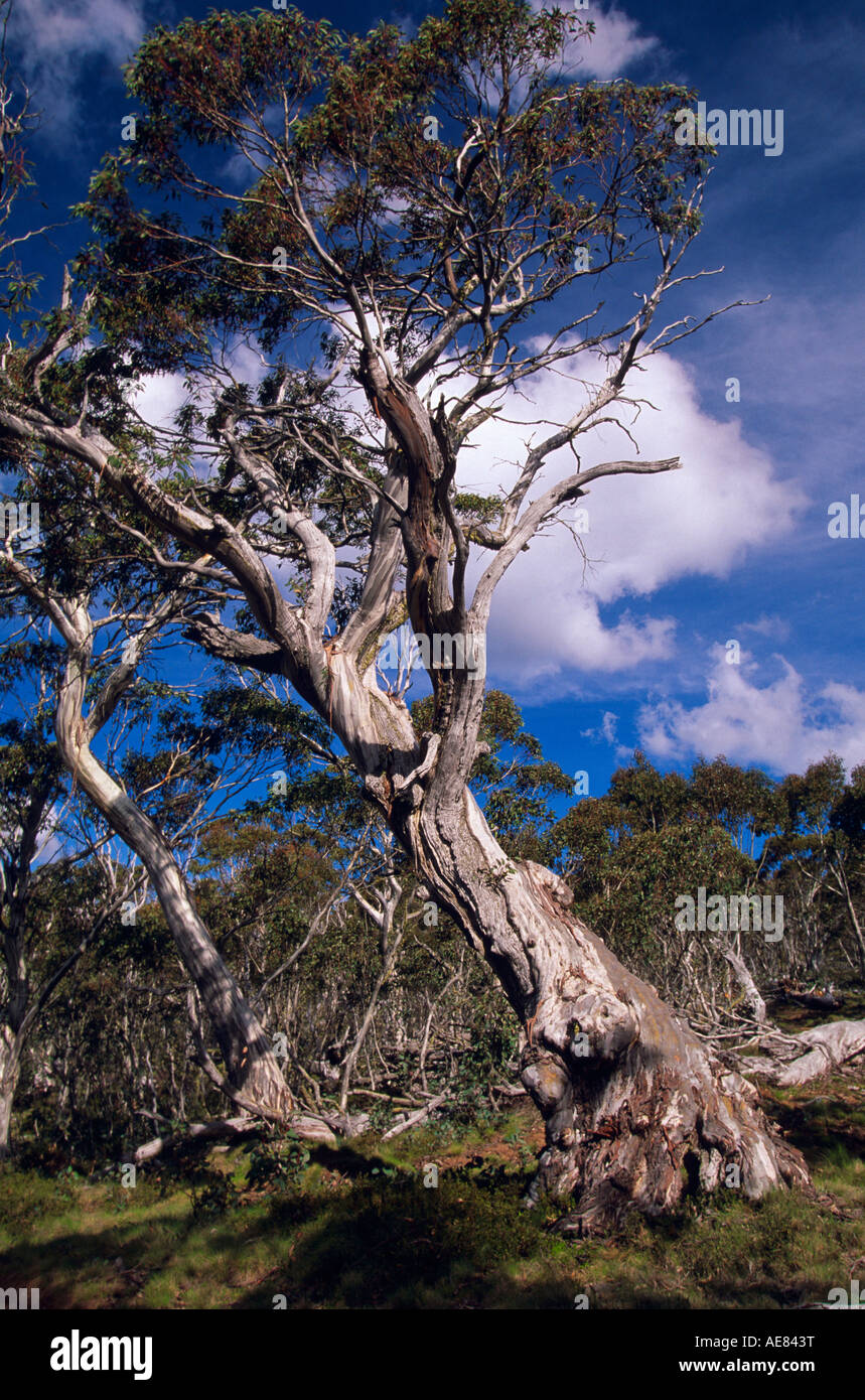Snow gums, [Alpine National Park], Australia Stock Photo - Alamy