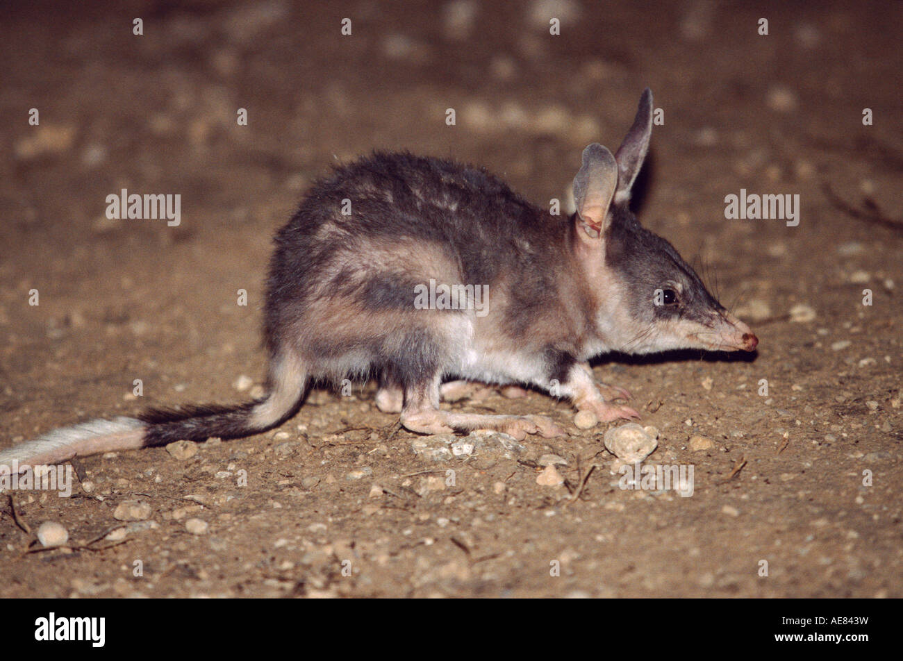Bilby hi-res stock photography and images - Alamy