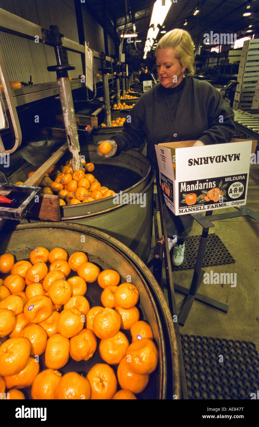 Citrus worker packing mandarins, Australia Stock Photo - Alamy