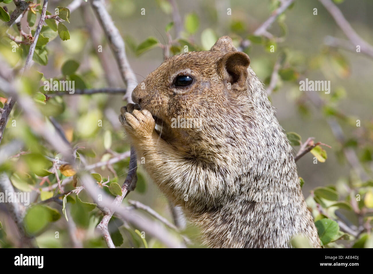 Rock Squirrel Spermophilus variegatus Grand Canyon National Park ...