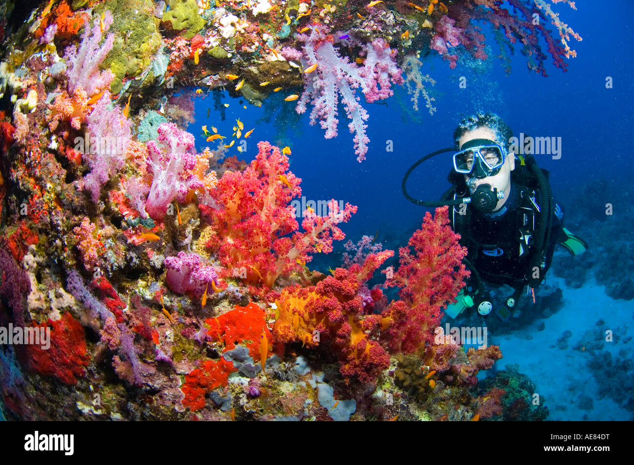 Scubadiver observing coral patch with its inhabitants Stock Photo - Alamy